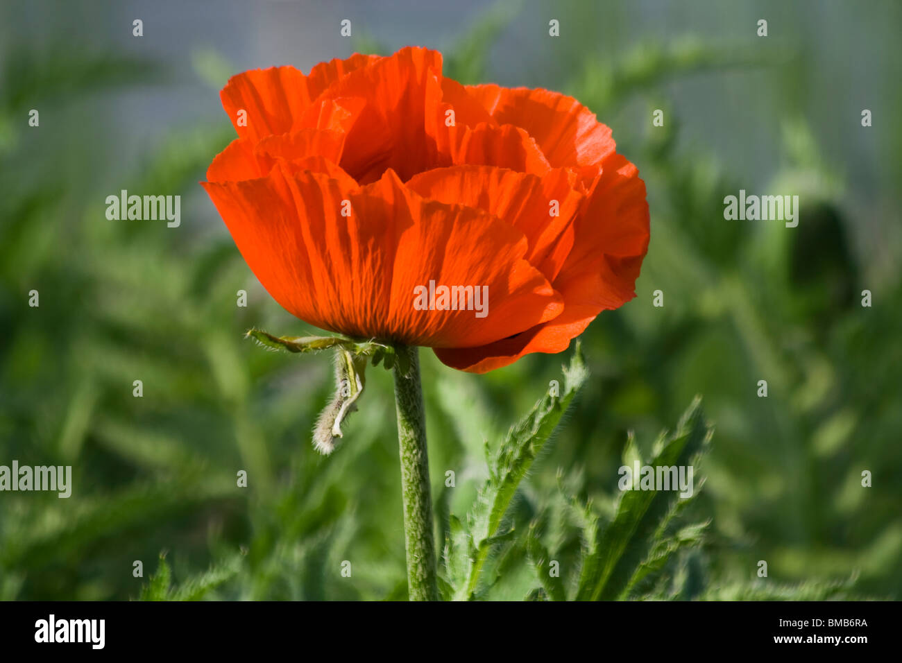 Poppy image picture hi-res stock photography and images - Alamy
