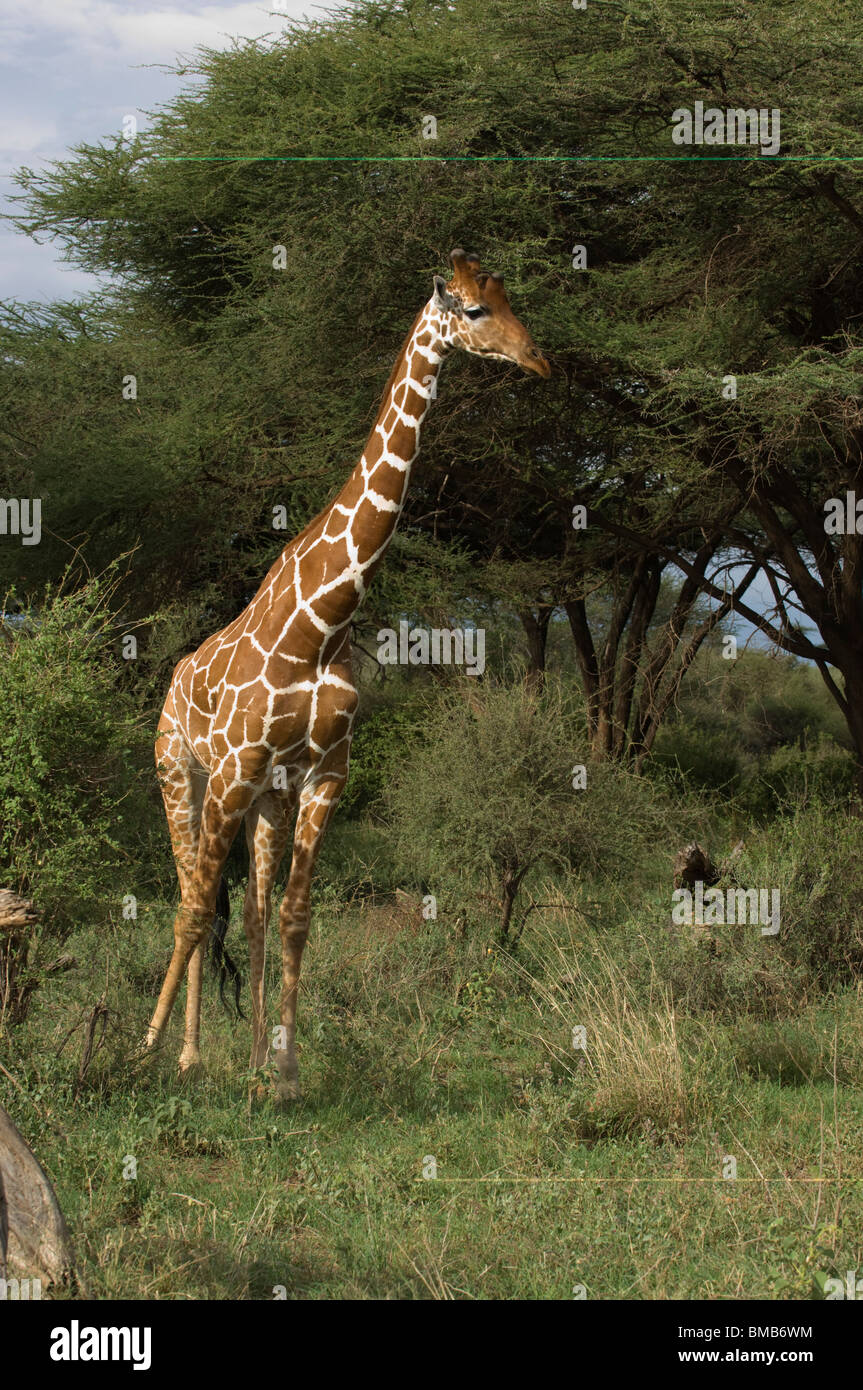 Reticulated giraffe ( Giraffa camelopardalis reticulata), Samburu and ...