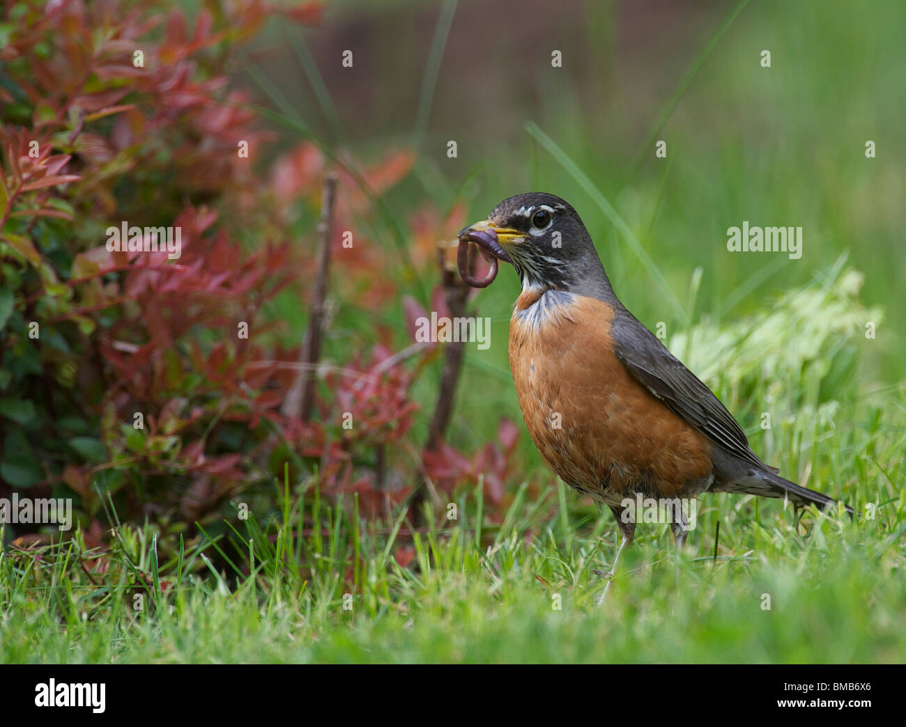 American robin with worm hi-res stock photography and images - Alamy