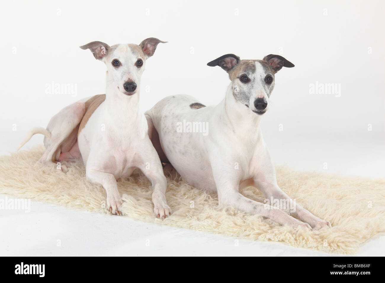 Two whippets hi-res stock photography and images - Alamy