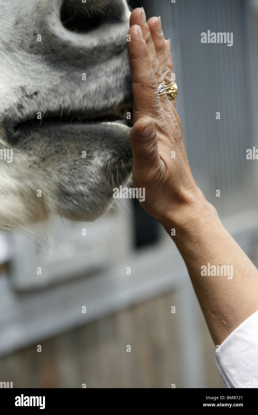 woman caressing horse Stock Photo - Alamy