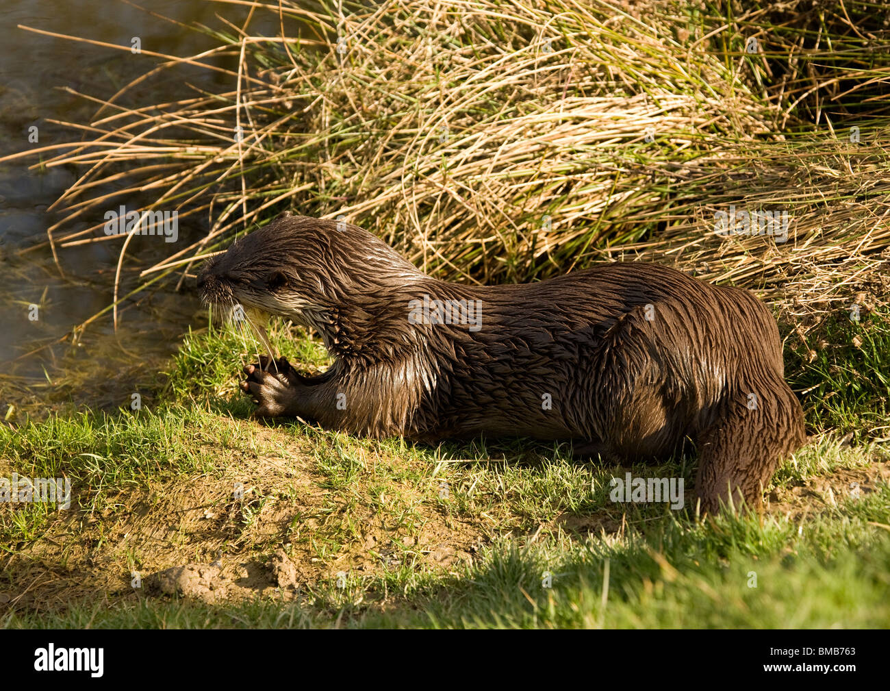 Otter eating a chickens leg Stock Photo - Alamy