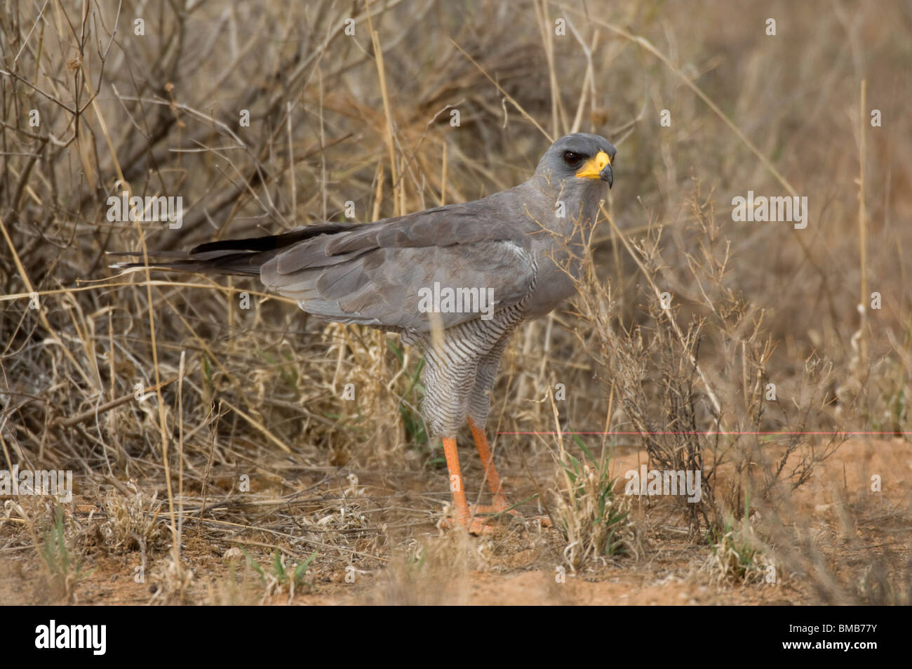 Eastern pale chanting goshawk (Melierax poliopterus), Shaba National ...