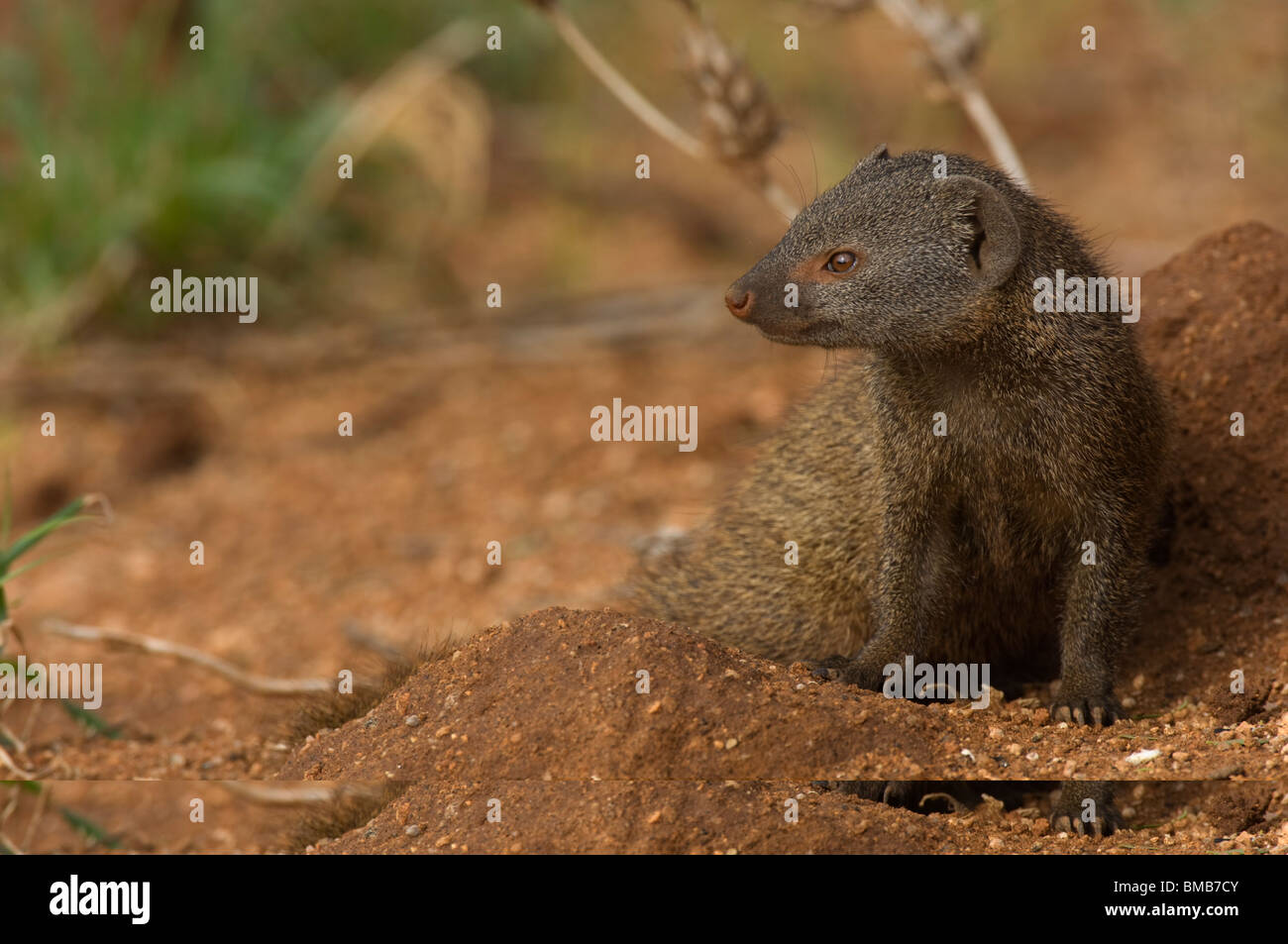 Mongoose den in termite mound hi-res stock photography and images - Alamy