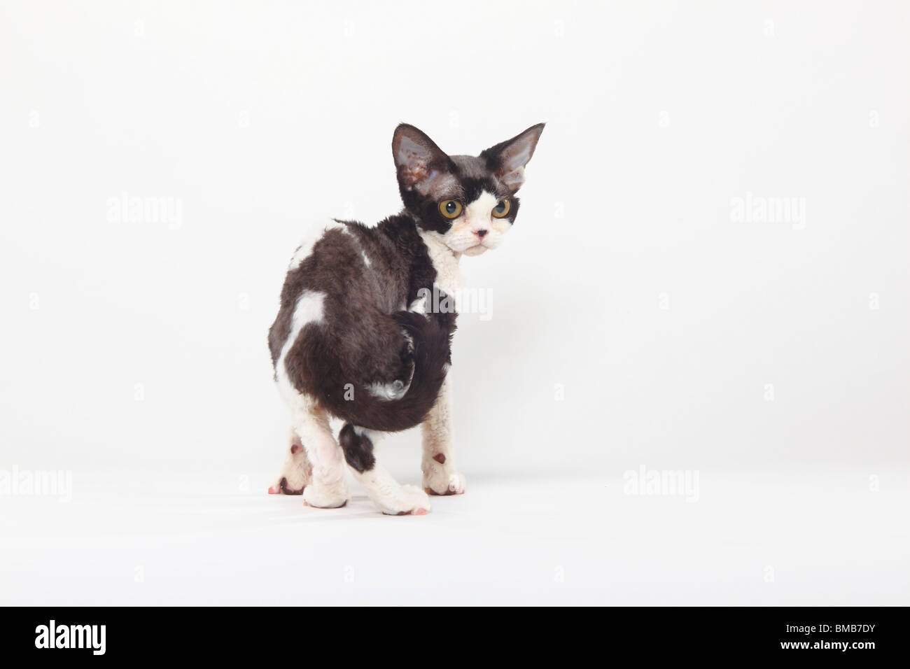 Domestic short haired black cat Cut Out Stock Images & Pictures - Alamy