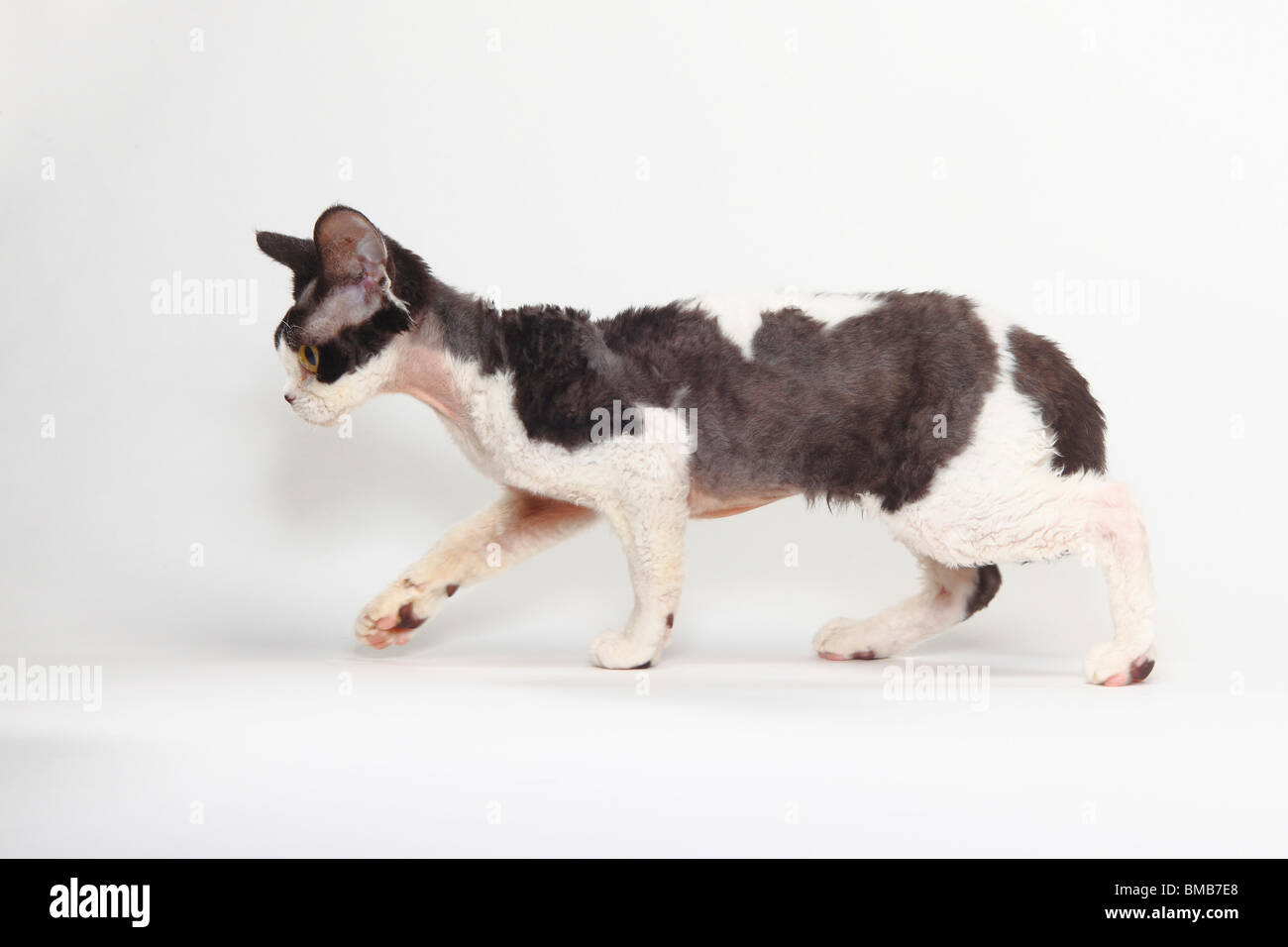 Devon Rex Cat, black-smoke-white / side Stock Photo - Alamy