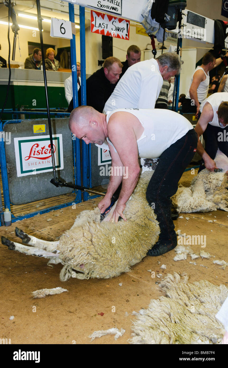 Man shears the sheep hi-res stock photography and images - Alamy