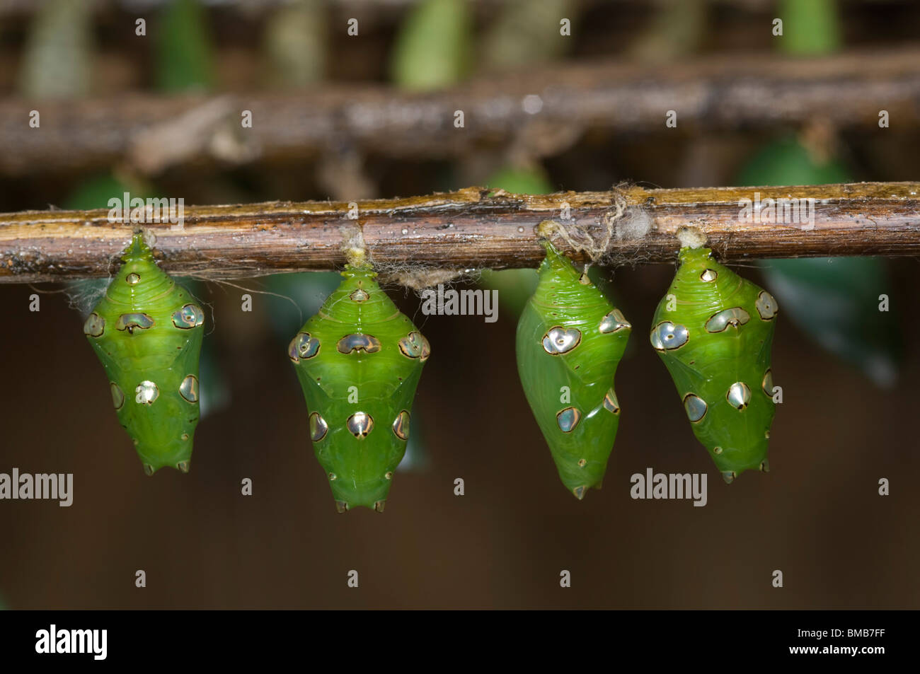 pupa (chrysalis), Kipepeo Project butterfly farm, Arabuko Sokoke forest ...