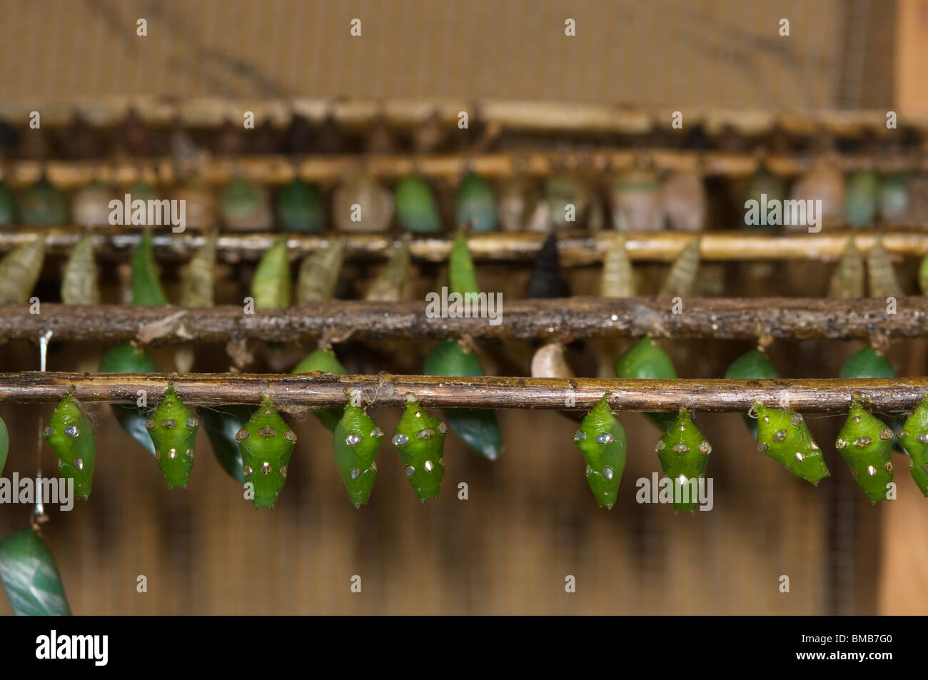 pupa (chrysalis), Kipepeo Project butterfly farm, Arabuko Sokoke forest ...