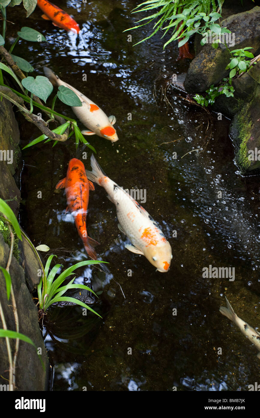Koi fish in pond close hi-res stock photography and images - Alamy
