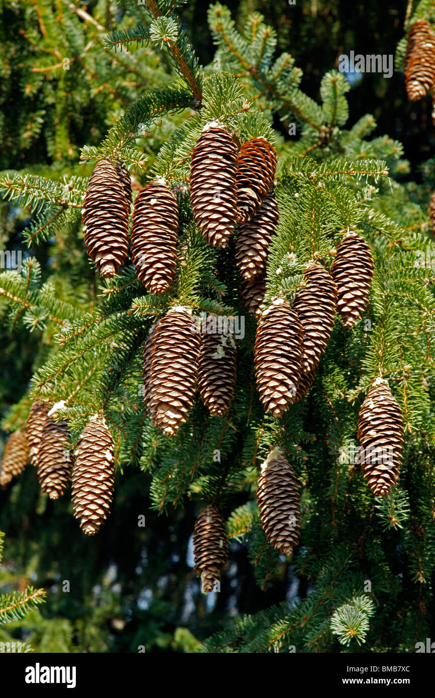 Evergreen tree seeds hi-res stock photography and images - Alamy