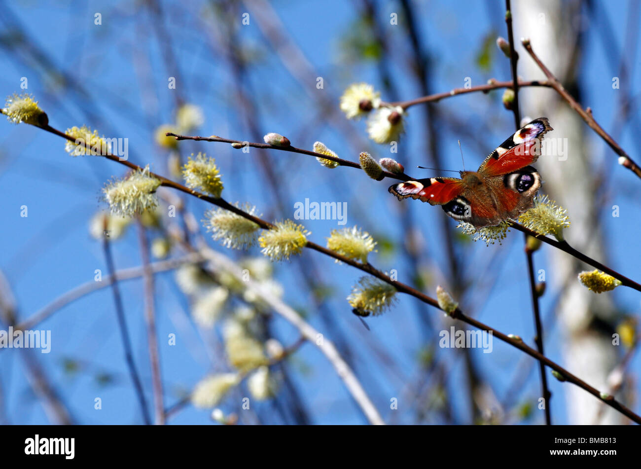 Willow eye hi-res stock photography and images - Alamy