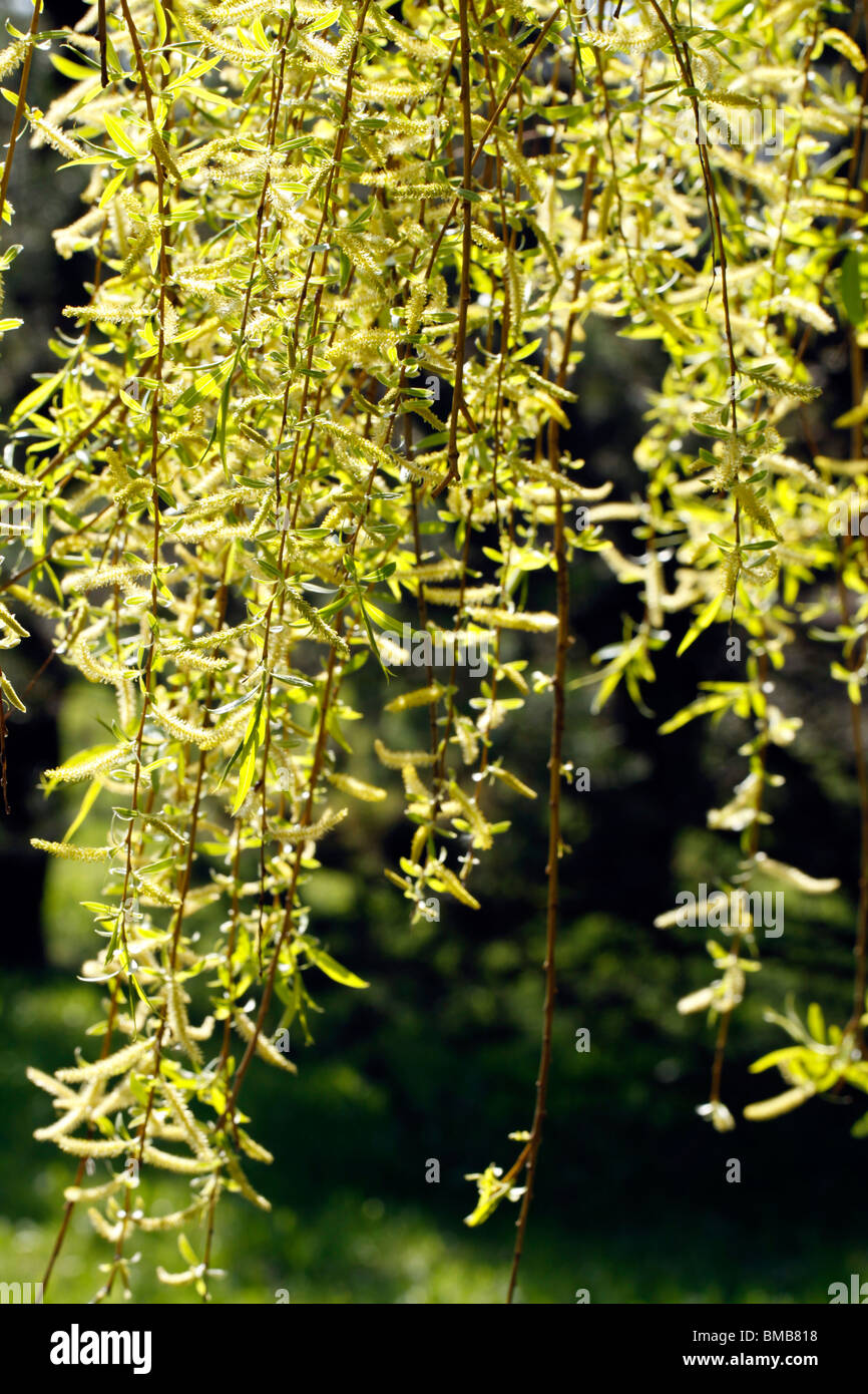 Green twigs of the willow Stock Photo - Alamy