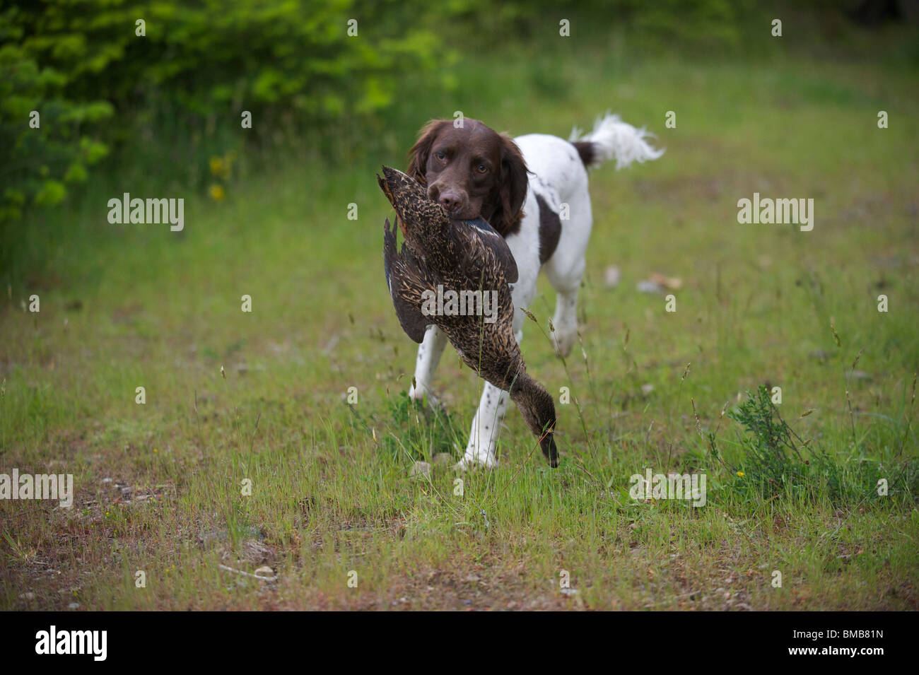 Duck hunting dog hi-res stock photography and images - Alamy