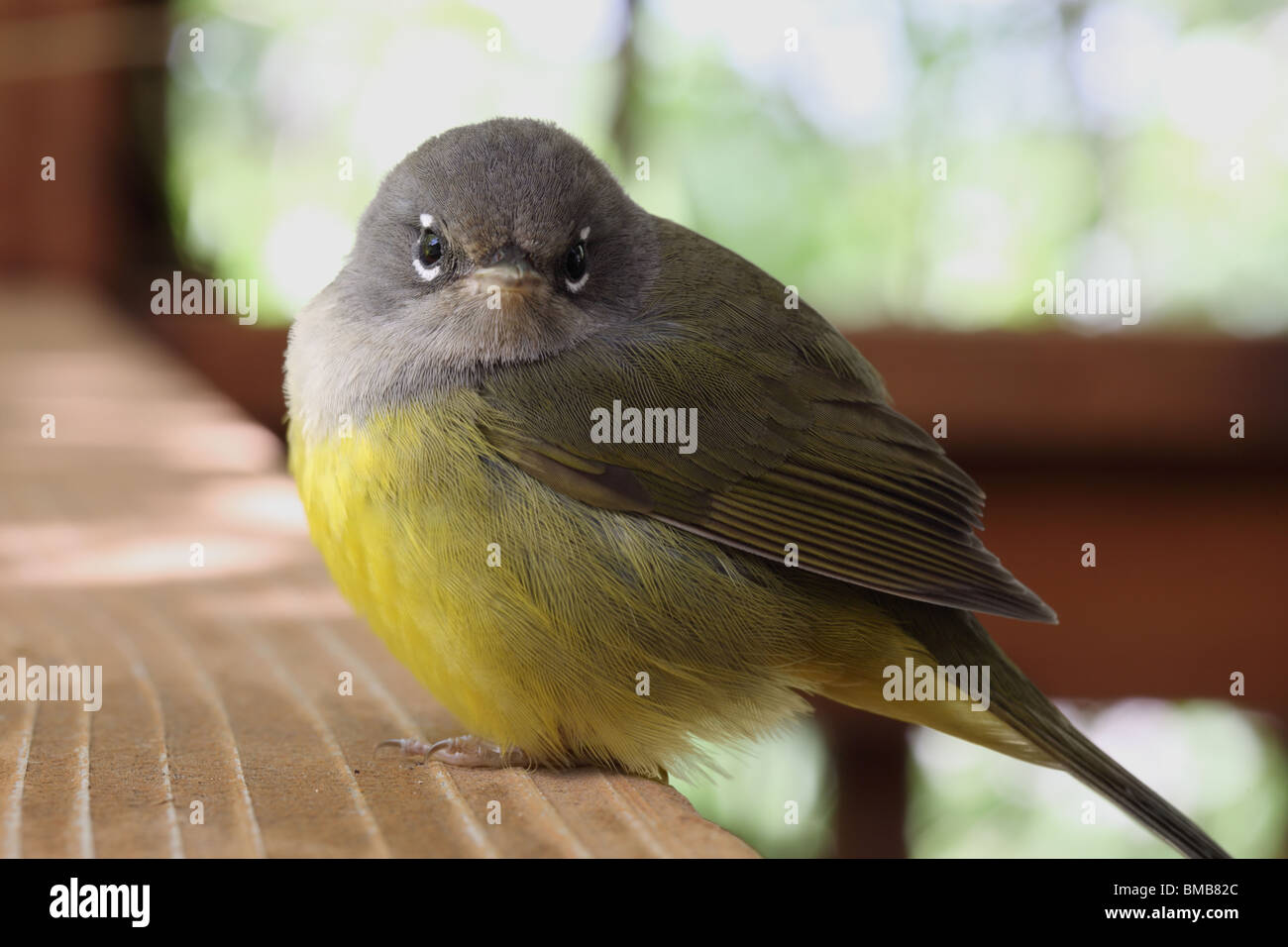 Ruby-crowned Kinglet - Regulus calendula - looking like your bugging ...