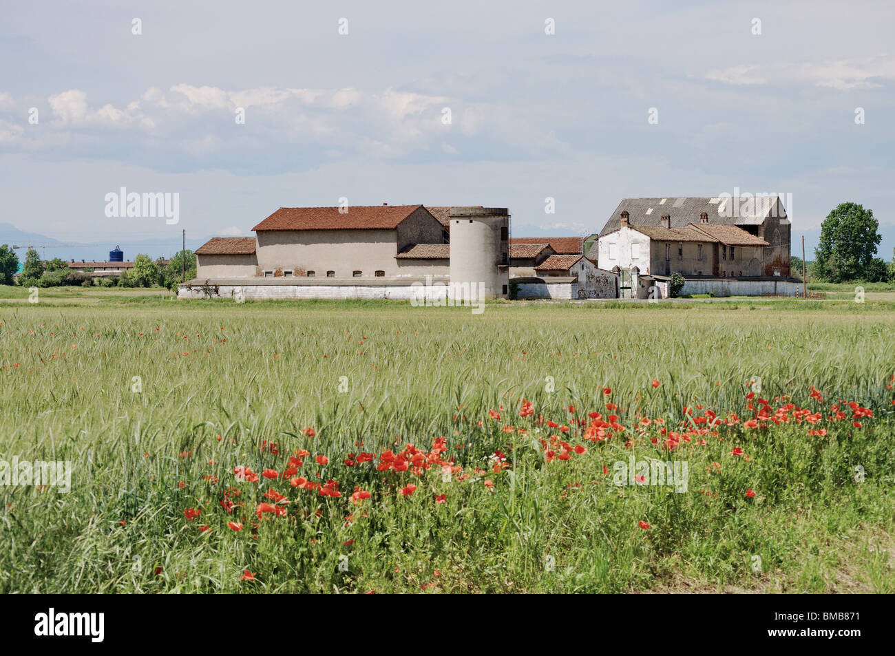 Growing wheat in a barn with red flowers Stock Photo - Alamy