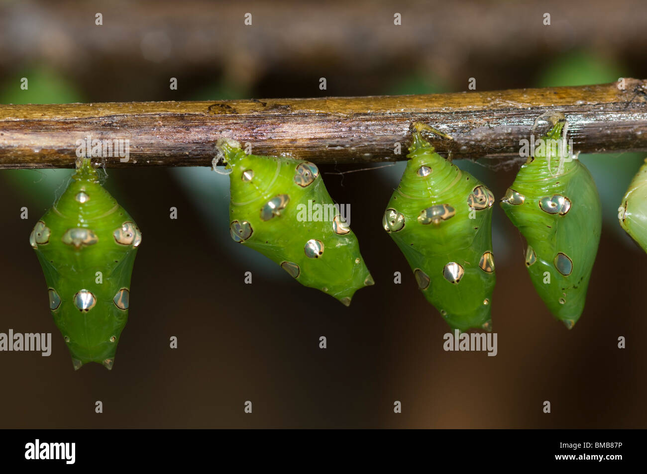 pupa (chrysalis), Kipepeo Project butterfly farm, Arabuko Sokoke forest ...