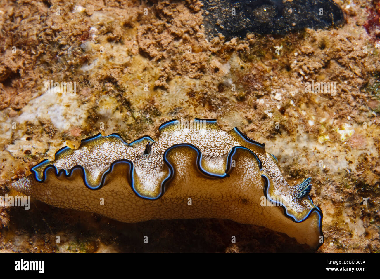 A marine opisthobranch gastropod mollusk (Hypselodoris infucata Stock ...