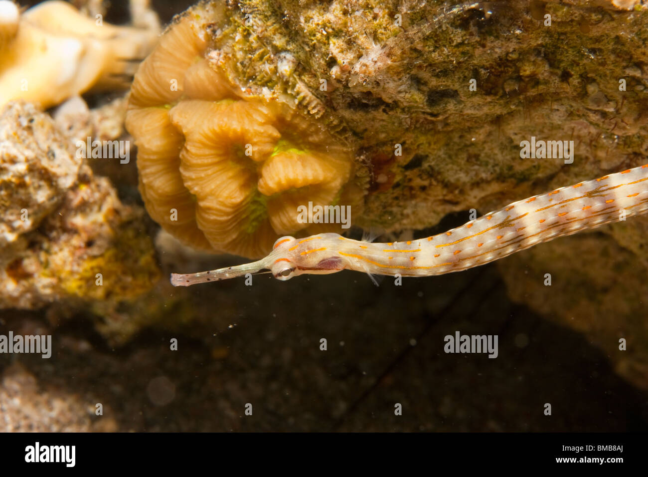 Corythoichthys hi-res stock photography and images - Alamy