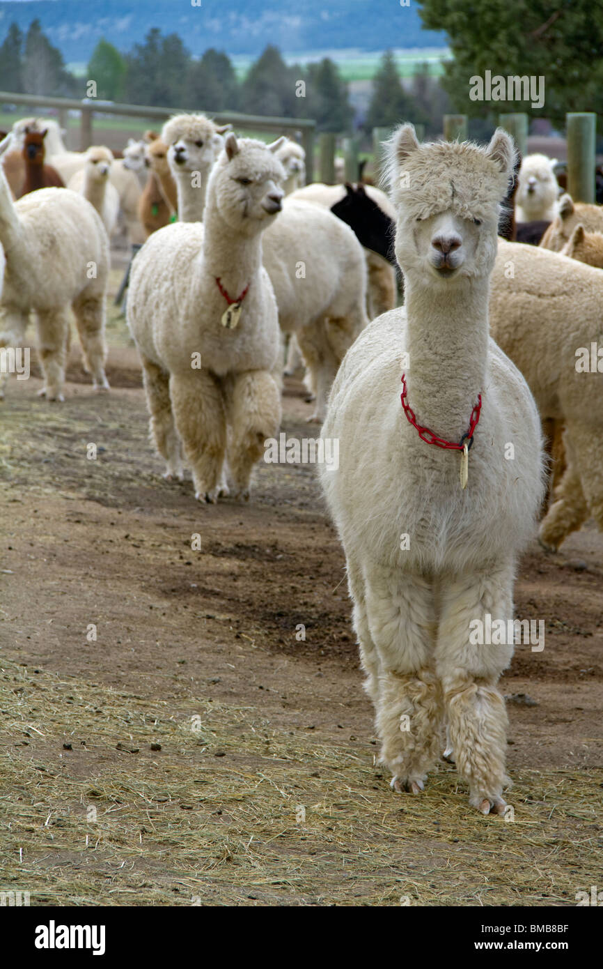 White alpaca face hi-res stock photography and images - Alamy