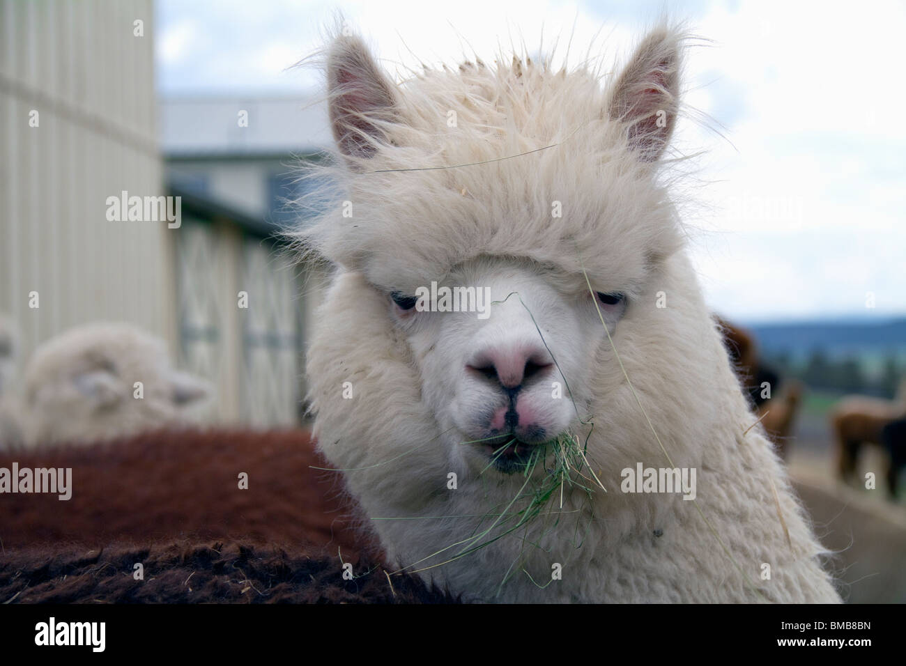 White alpaca hi-res stock photography and images - Alamy