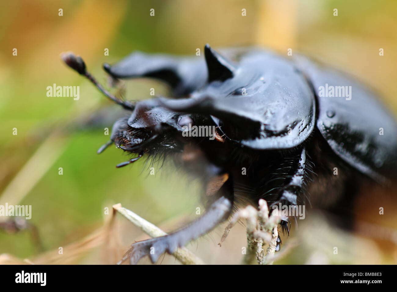 Minotaur Beetle (Typhaeus typhoeus) - closeup portrait Stock Photo - Alamy