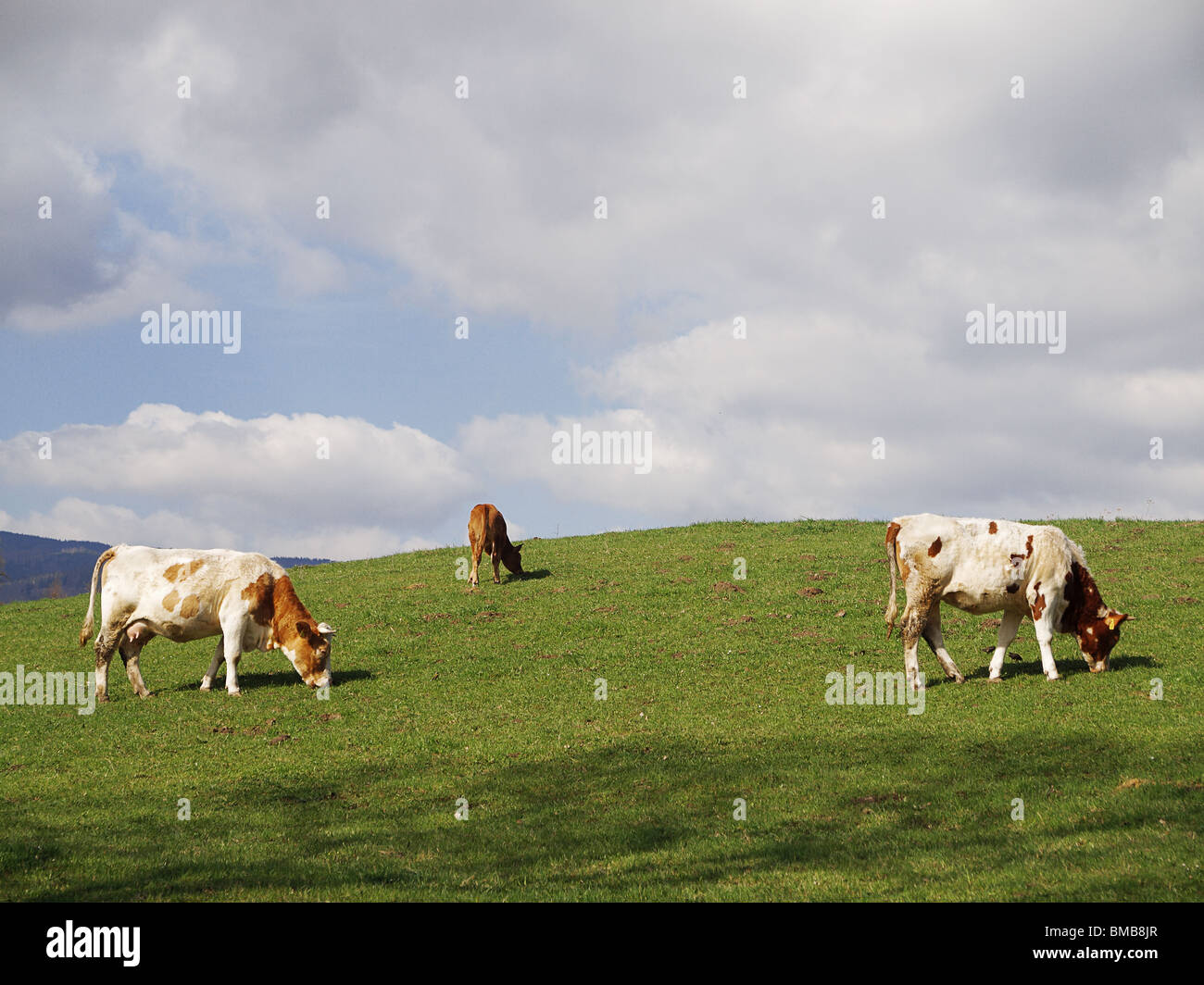 Cows approach hi-res stock photography and images - Alamy