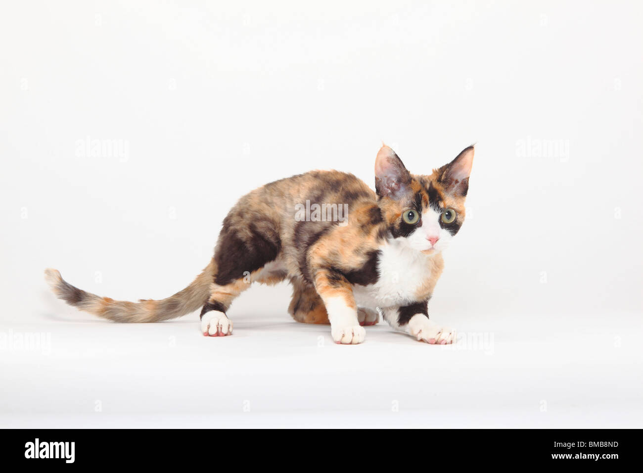 Black tortie white hi-res stock photography and images - Alamy