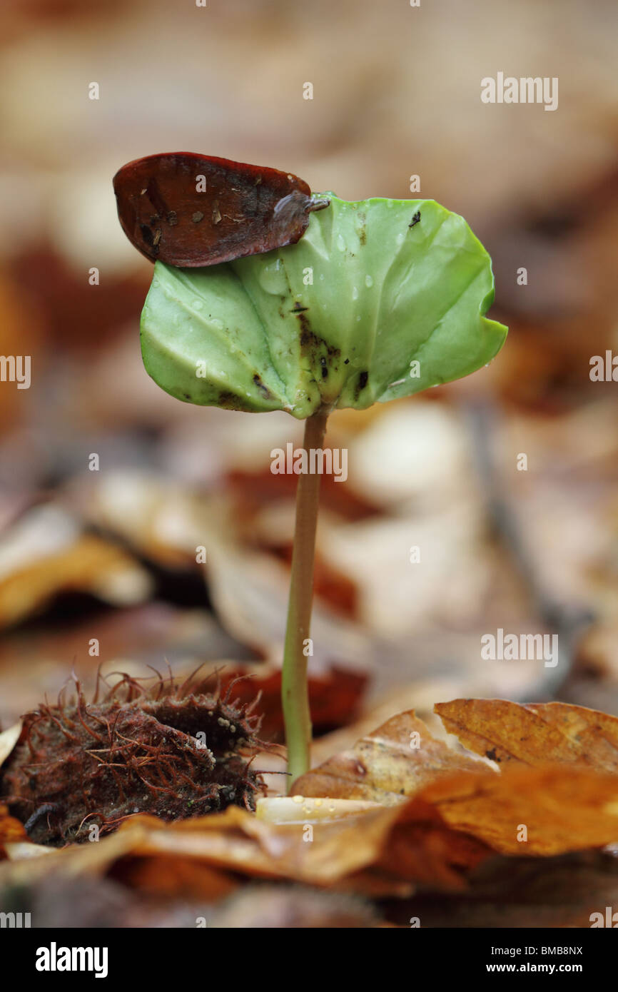 Beech tree seed hi-res stock photography and images - Alamy