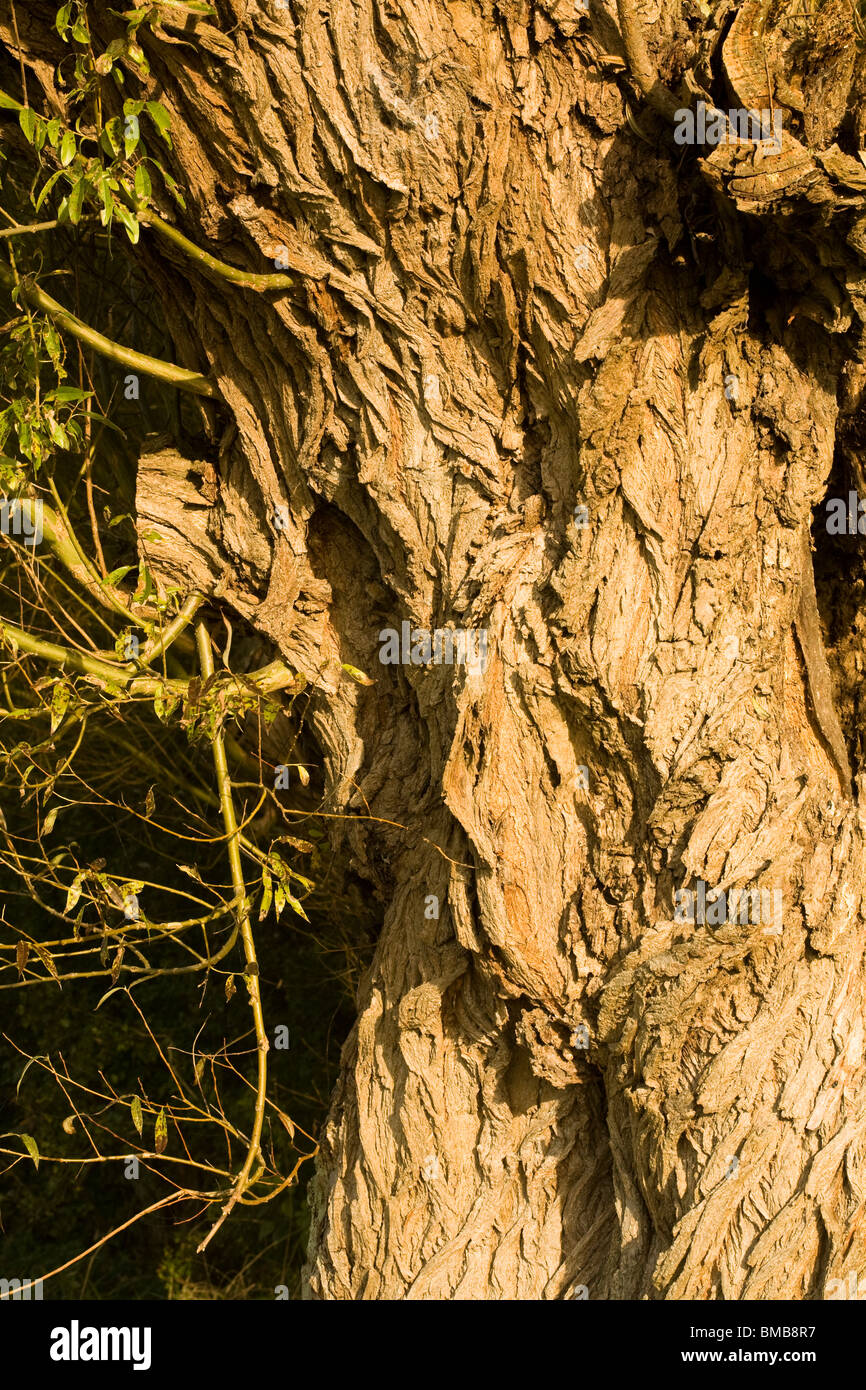 torso shaped tree trunk Stock Photo - Alamy
