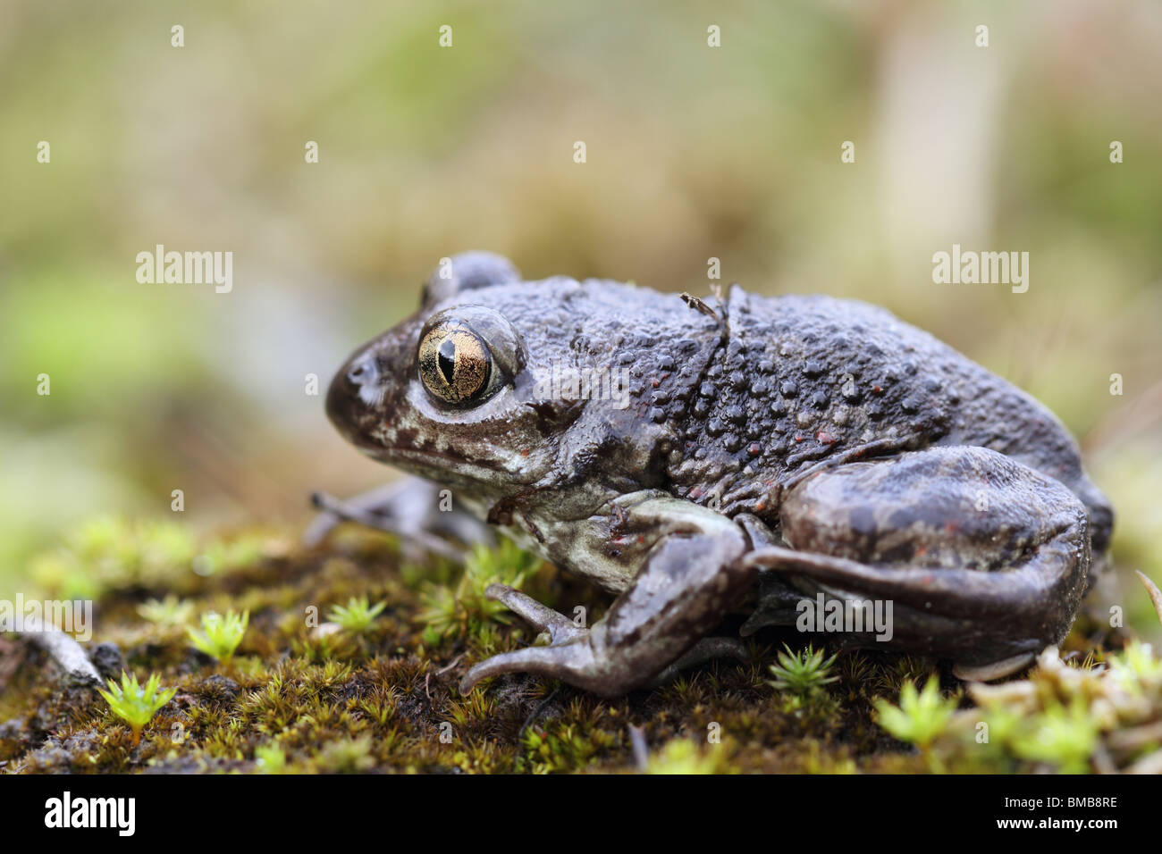 Spade foot toad hi-res stock photography and images - Alamy