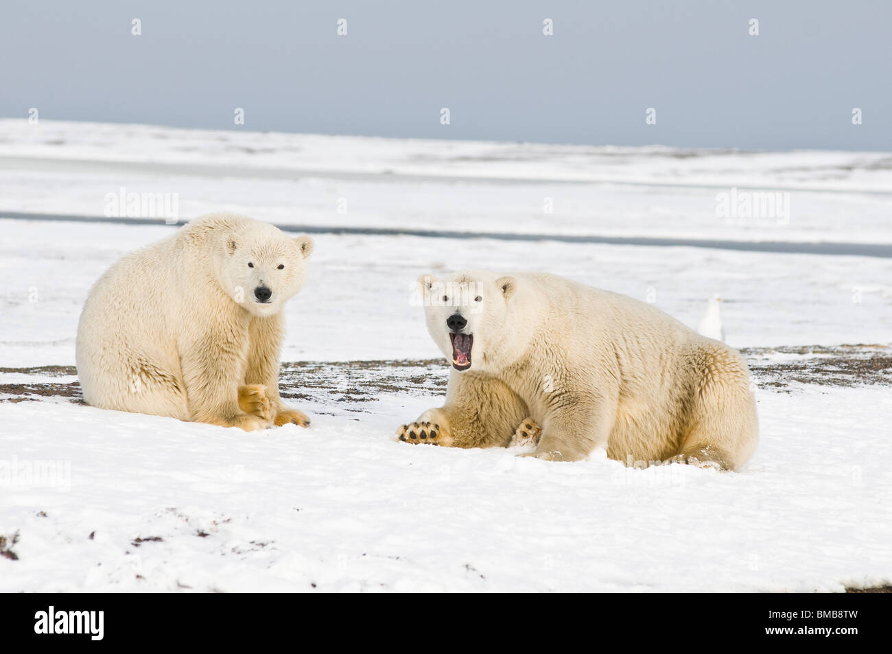 Polar bears Ursus maritimus cub with reflection on a barrier island ...