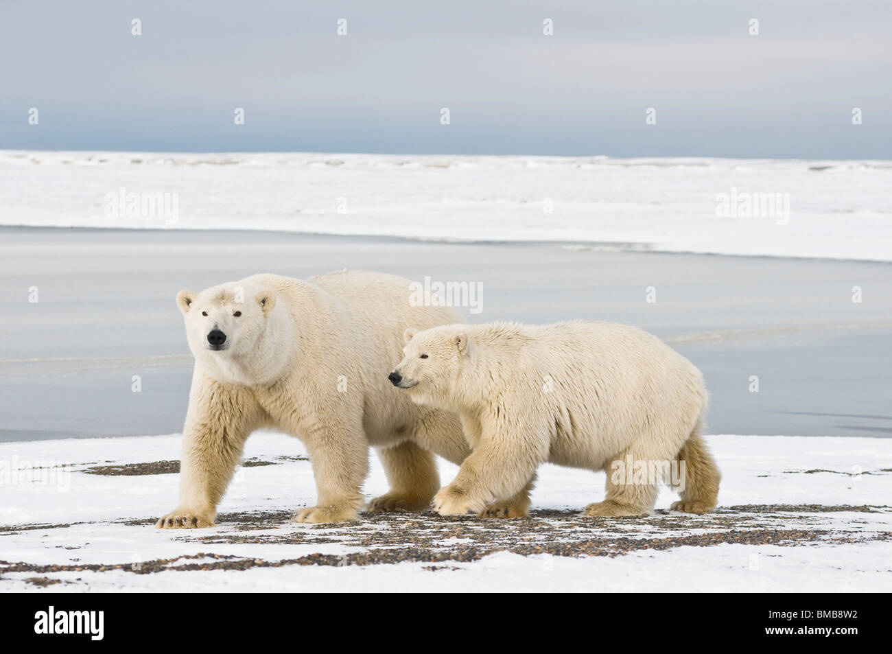 Polar bears Ursus maritimus cub with reflection on a barrier island ...
