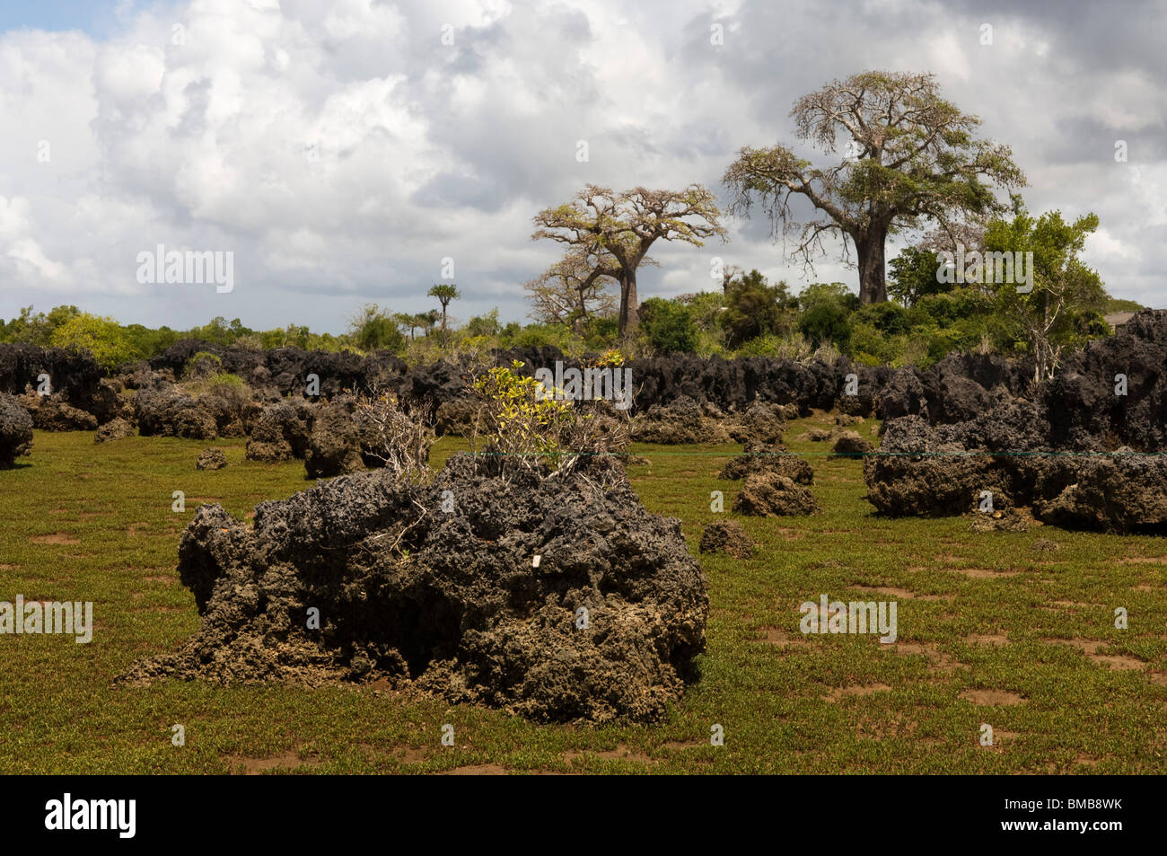 Coral garden, Wasini island, Kenya Stock Photo - Alamy