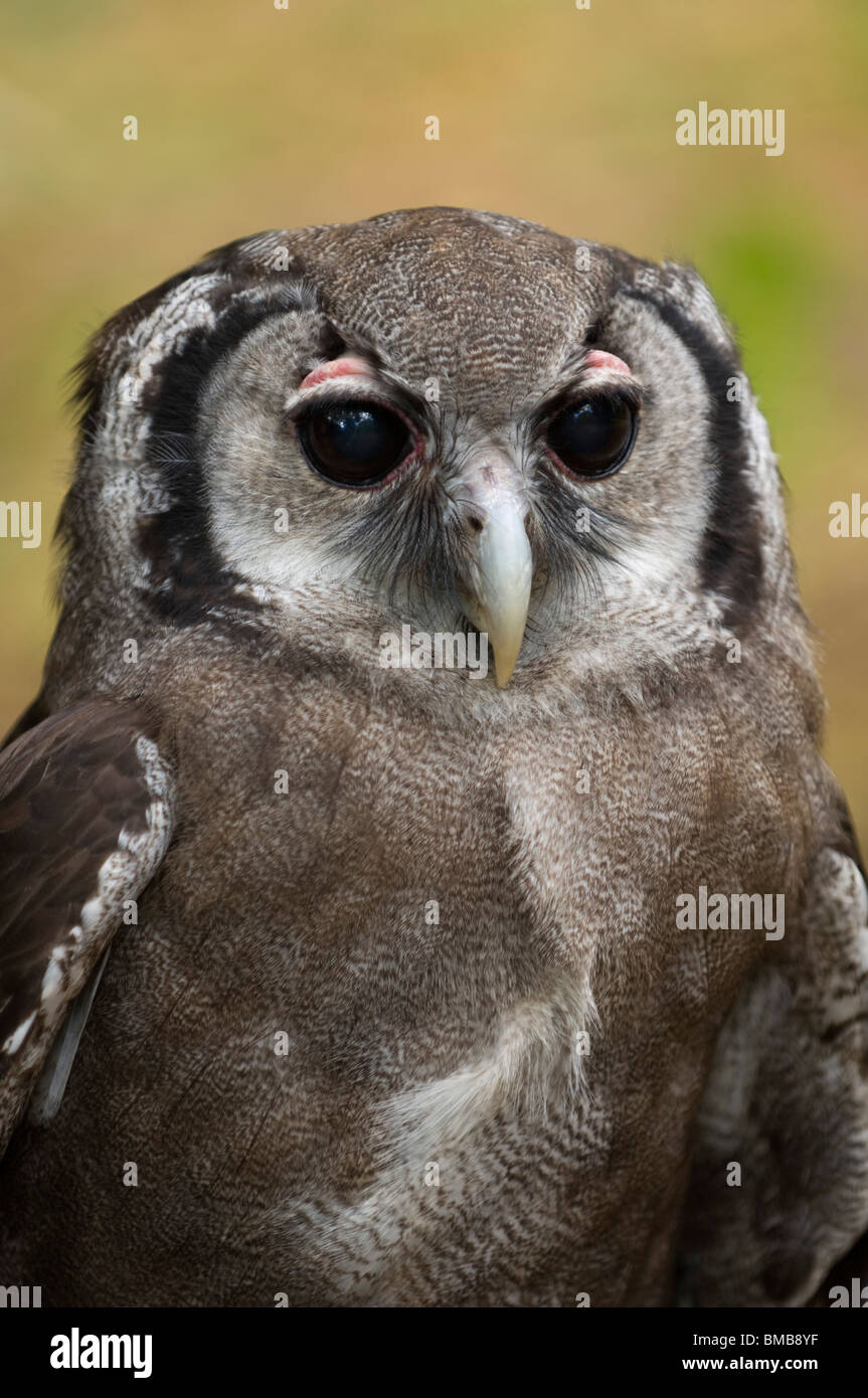 Verreaux's eagle owl (Bubo lacteus), Kenya Stock Photo - Alamy