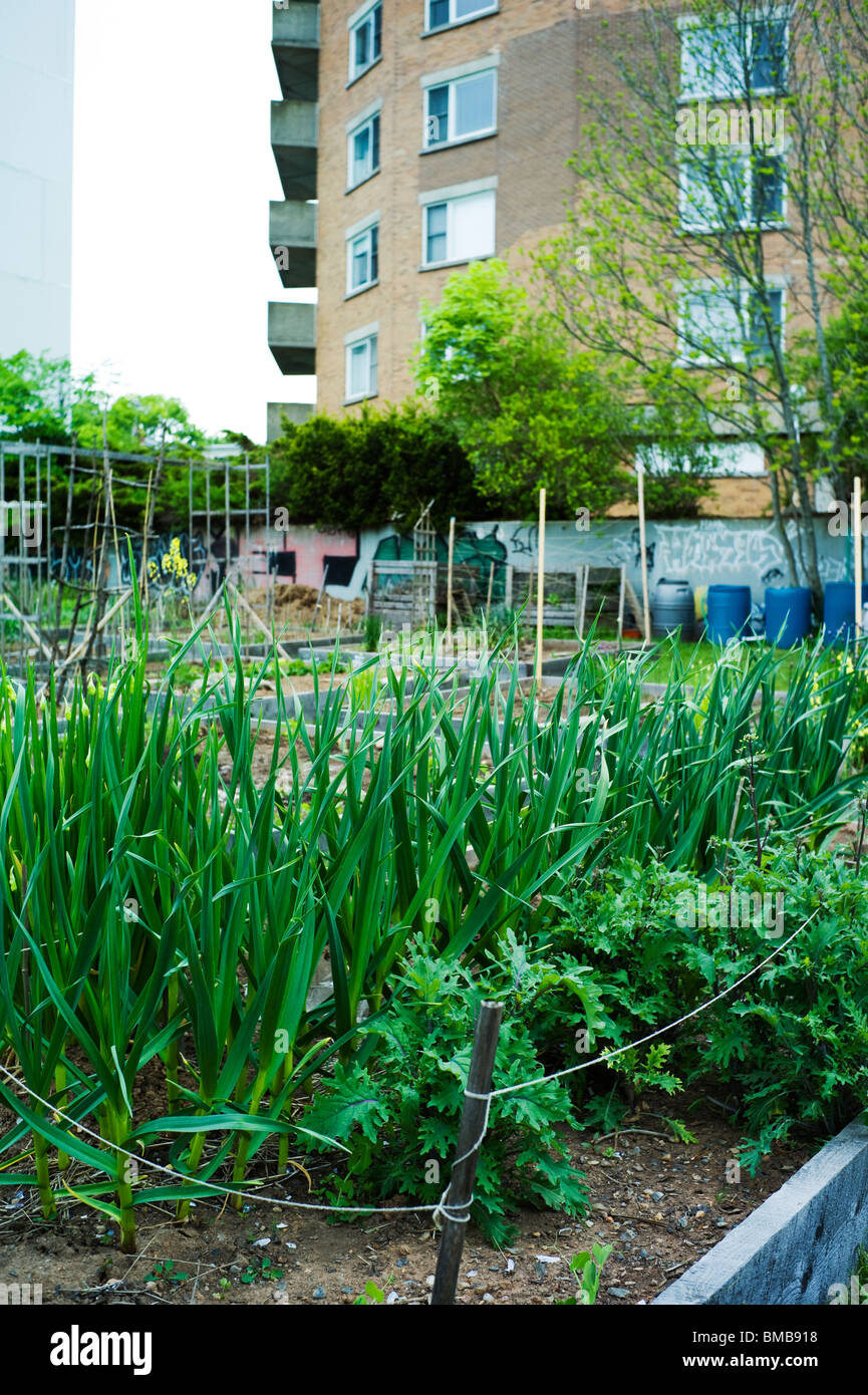 Urban garden plots Stock Photo - Alamy