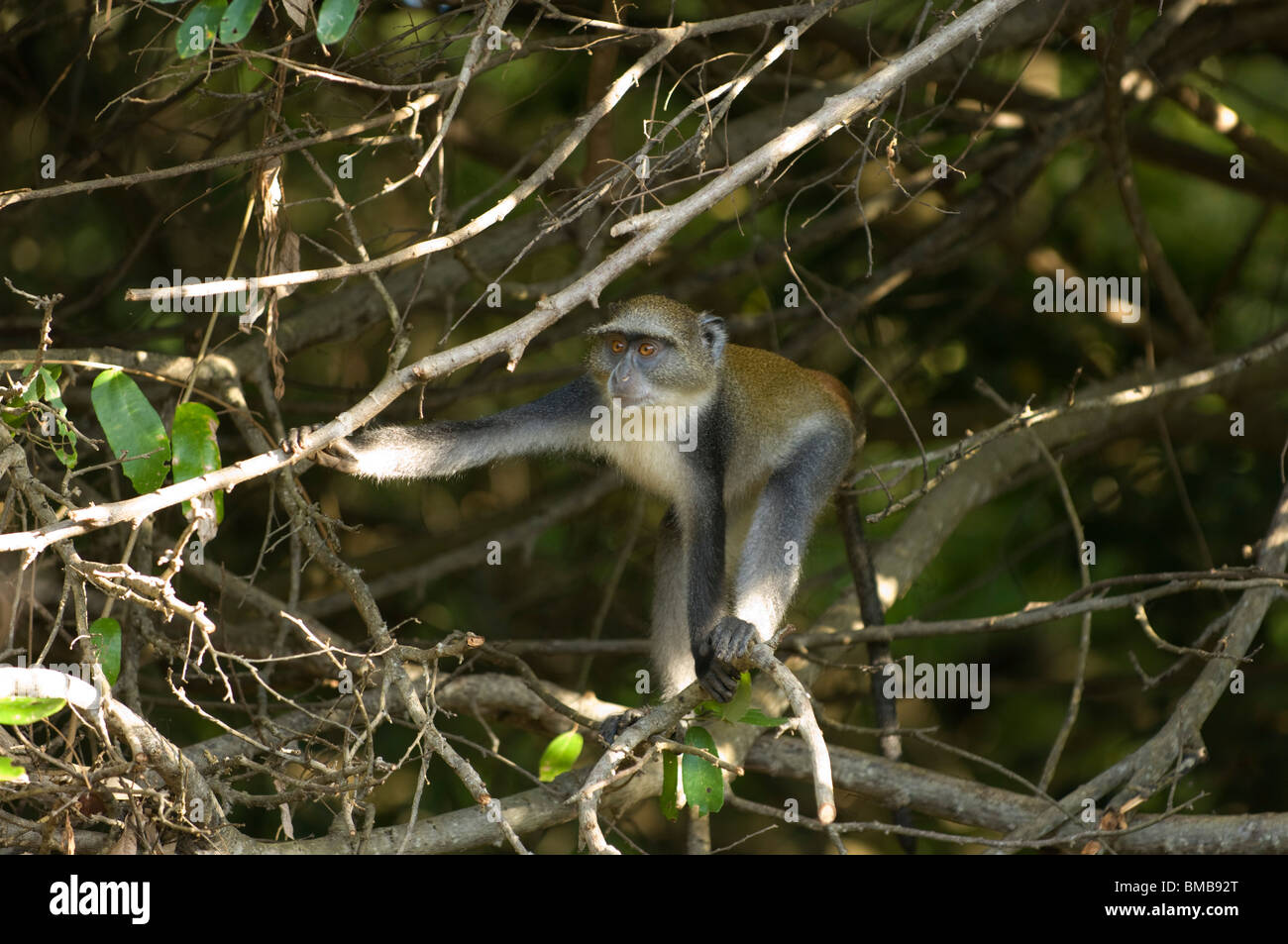 Sykes' monkey hi-res stock photography and images - Alamy