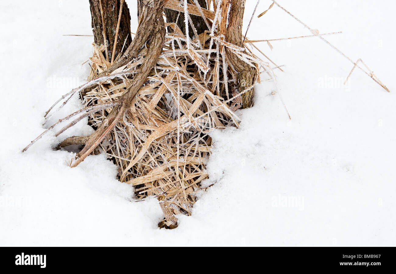 Poke plants hi-res stock photography and images - Alamy