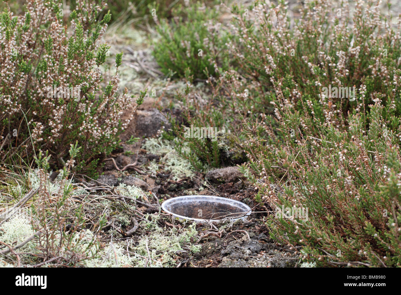Pitfall trap used for capturing invertebrates, mainly beetles Stock ...