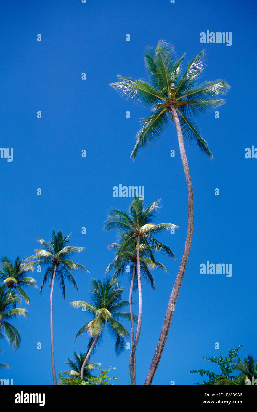 Palm trees on sky hi-res stock photography and images - Alamy