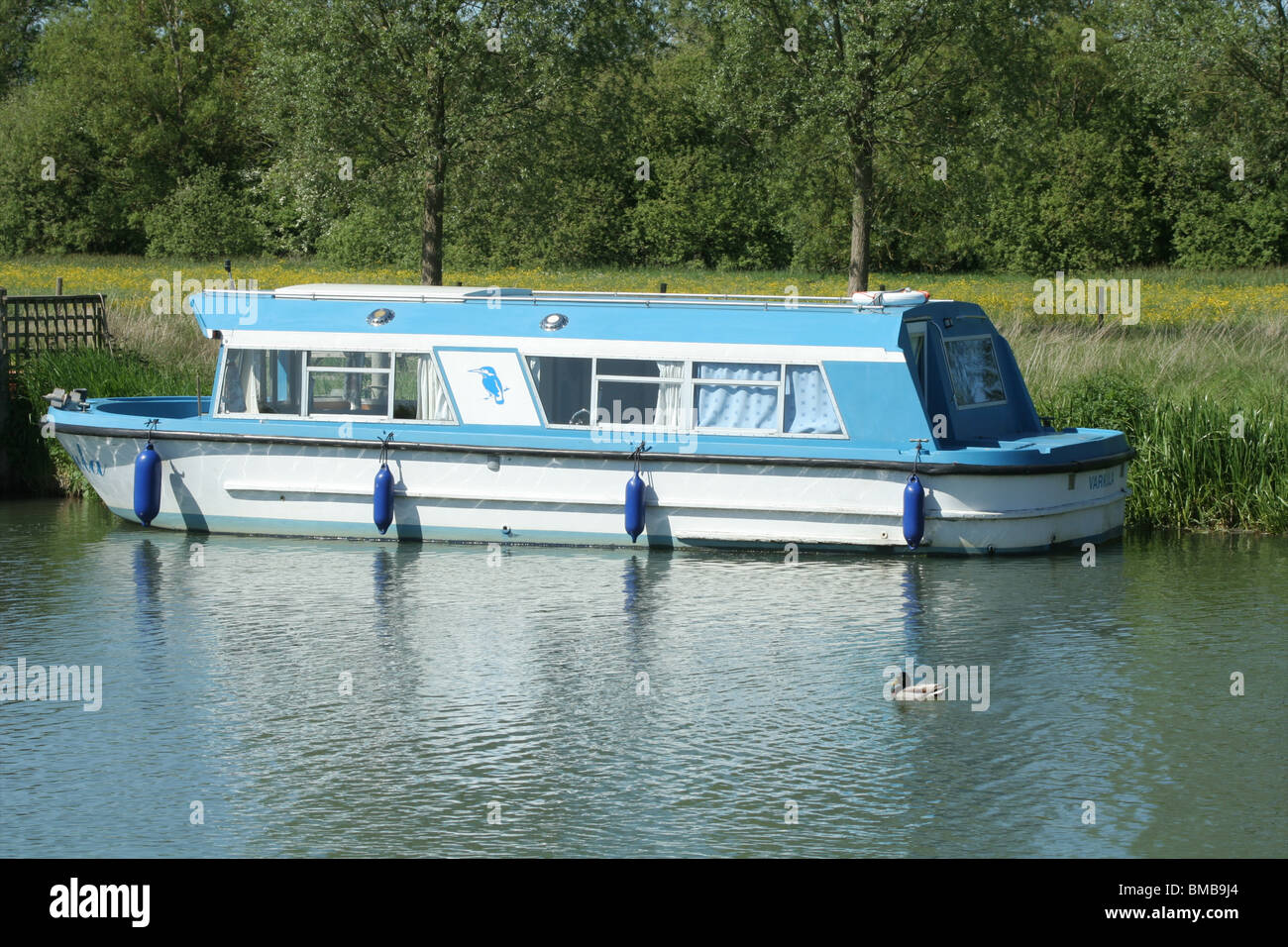 Thames lechlade duck water hi-res stock photography and images - Alamy