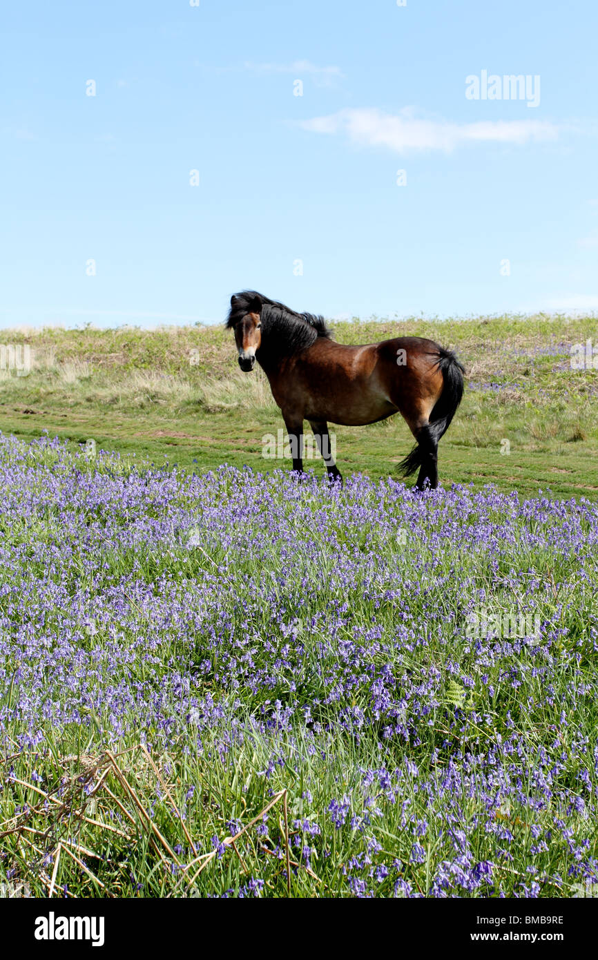 Bluebells out in the early summer with a wild horse, on the Mendip ...