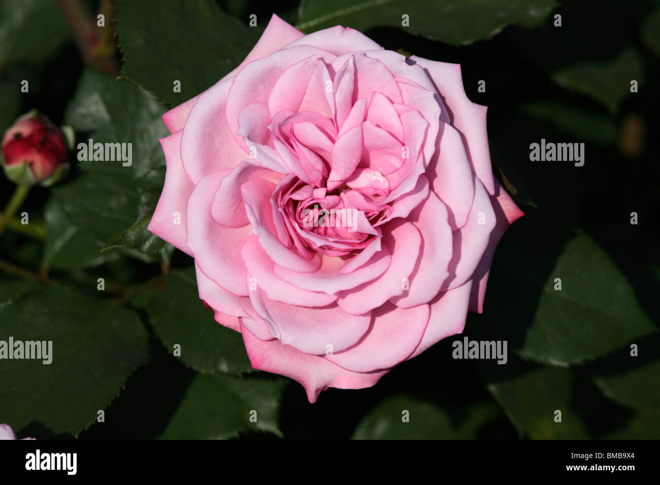 Single petal rose hi-res stock photography and images - Alamy
