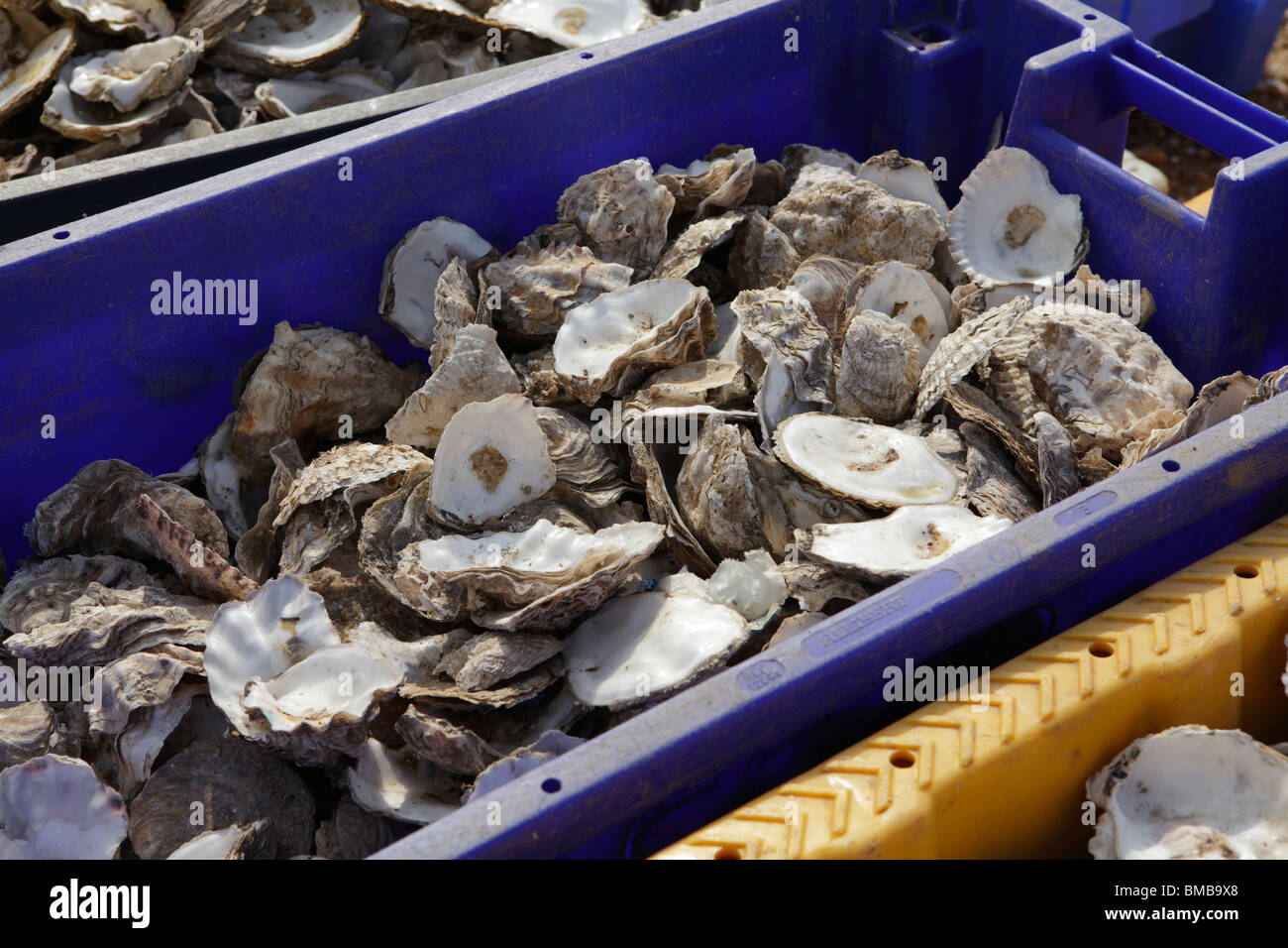 Boxes of empty oyster shells Stock Photo - Alamy