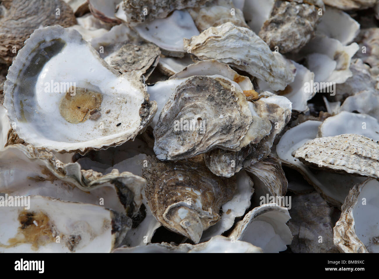 Empty whitstable oyster shells hi-res stock photography and images - Alamy