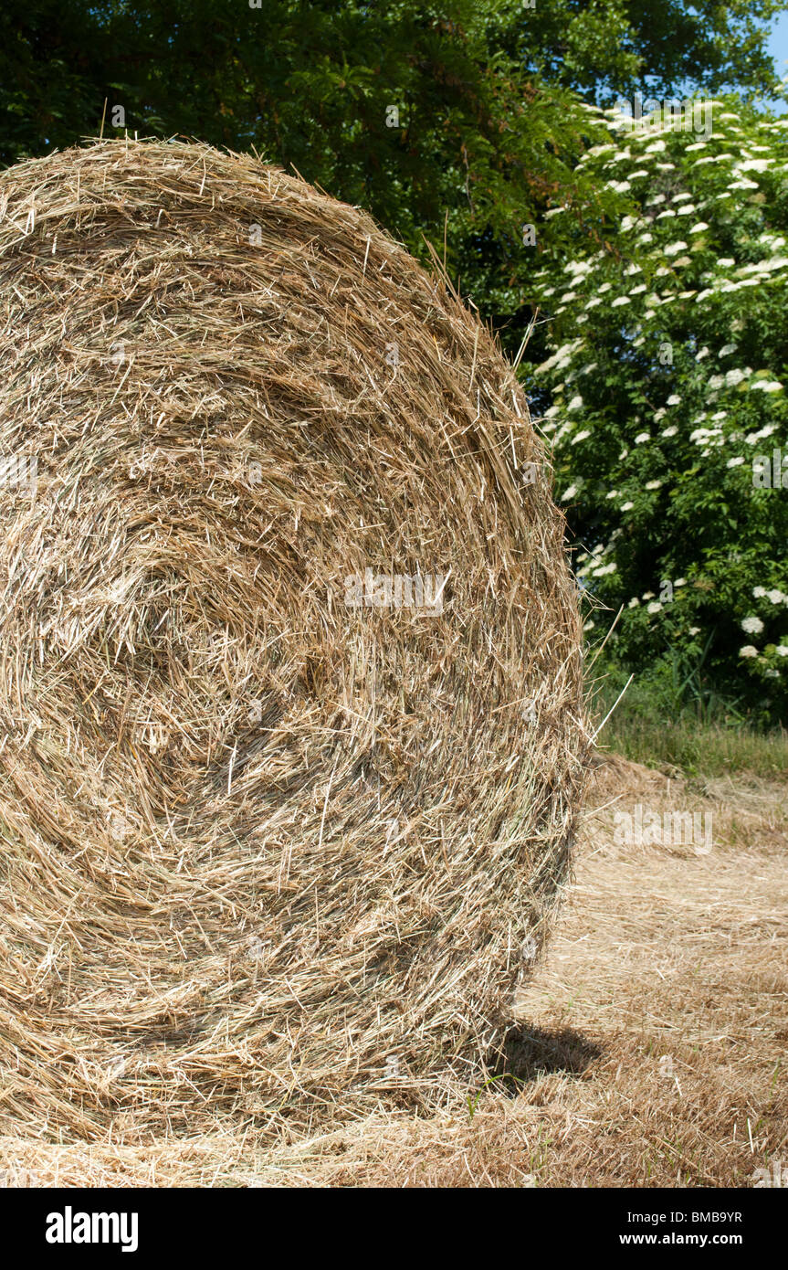 Hay ball detail in a corn field, bushes in background Stock Photo - Alamy