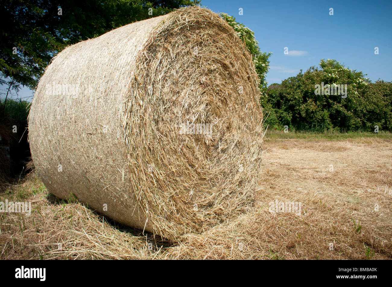 Full Hay ball detail in a corn field, bushes in background Stock Photo ...