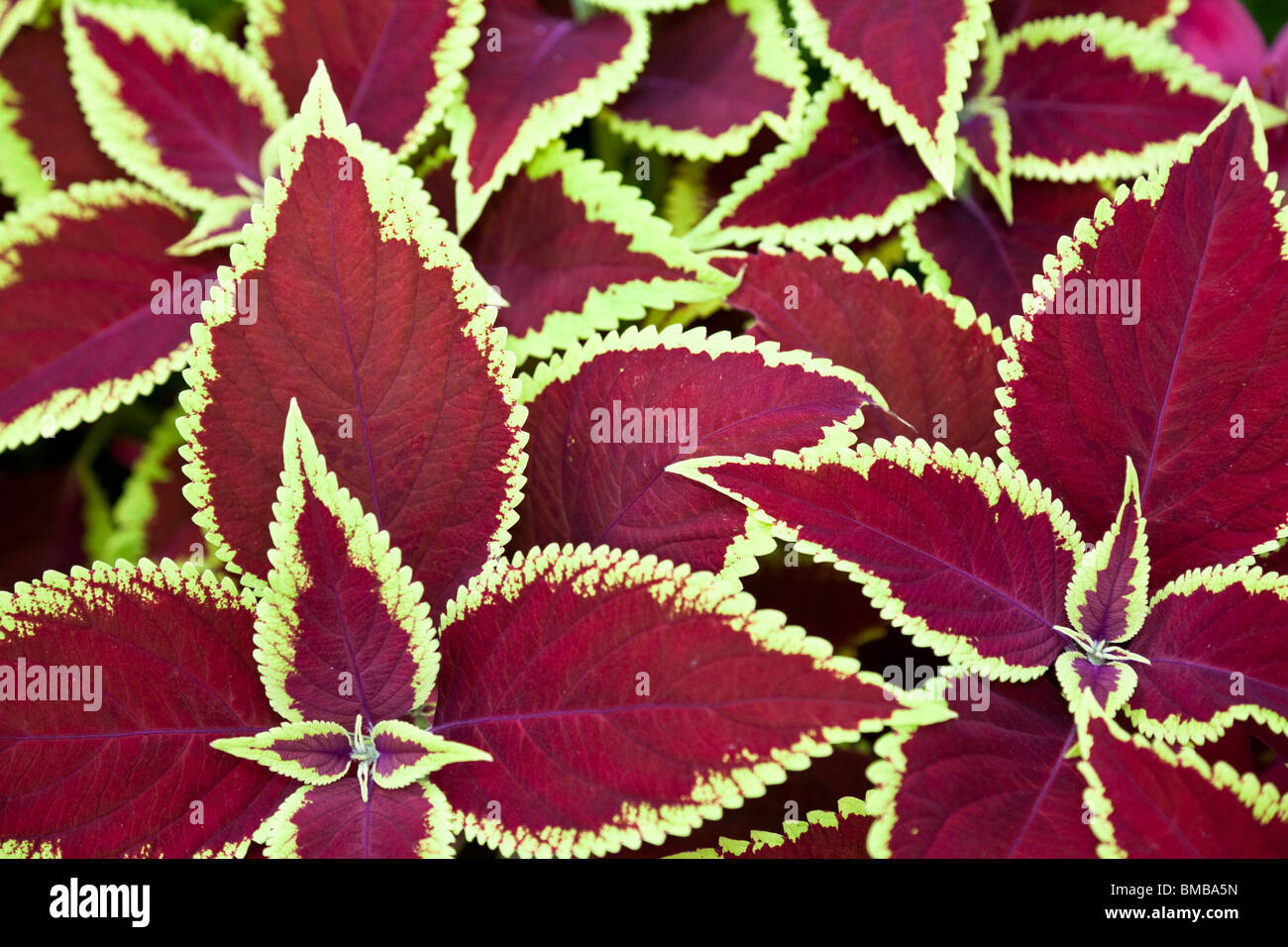 red coleus close up for background Stock Photo - Alamy