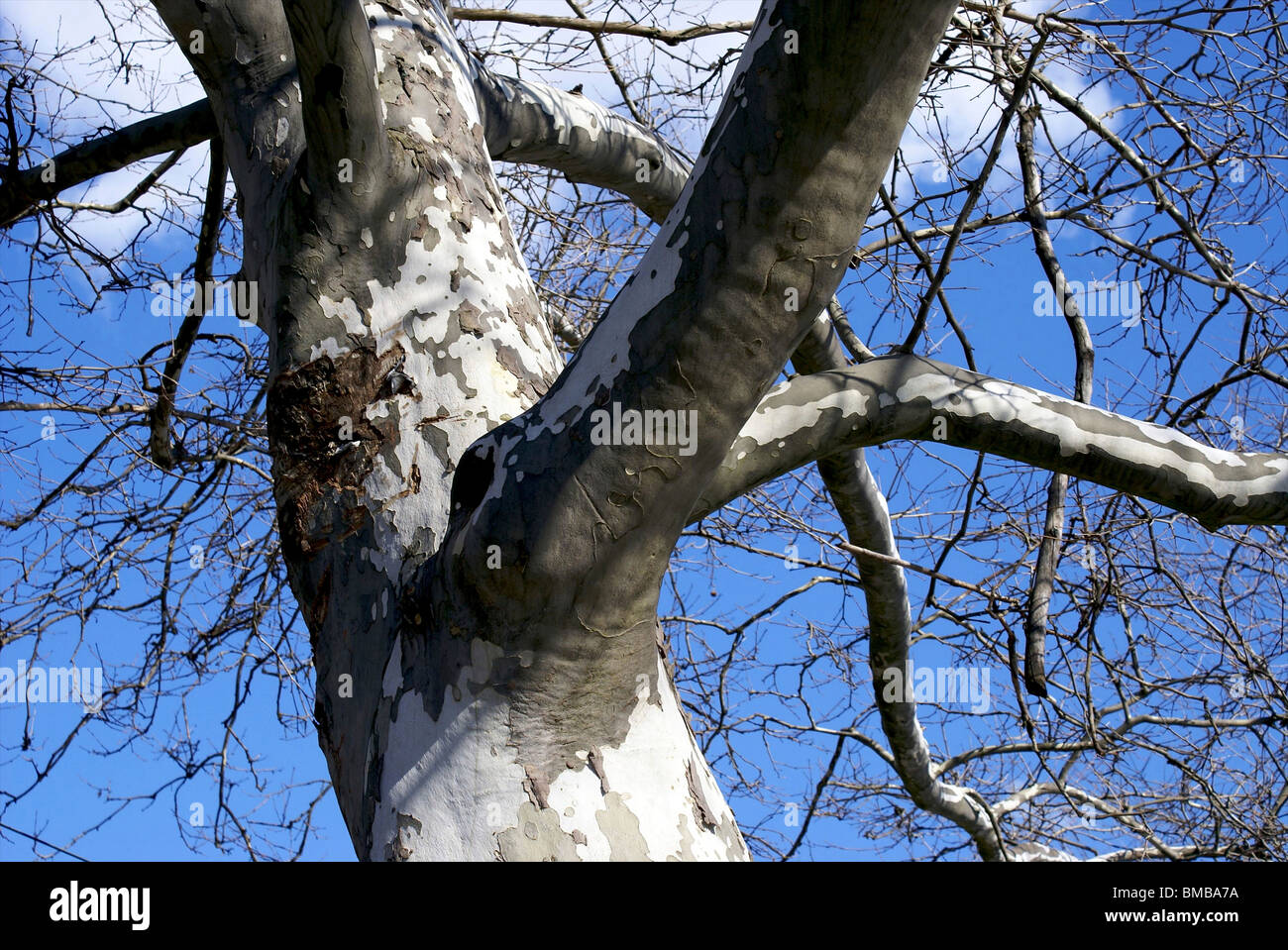 Trees in hibernation hi-res stock photography and images - Alamy