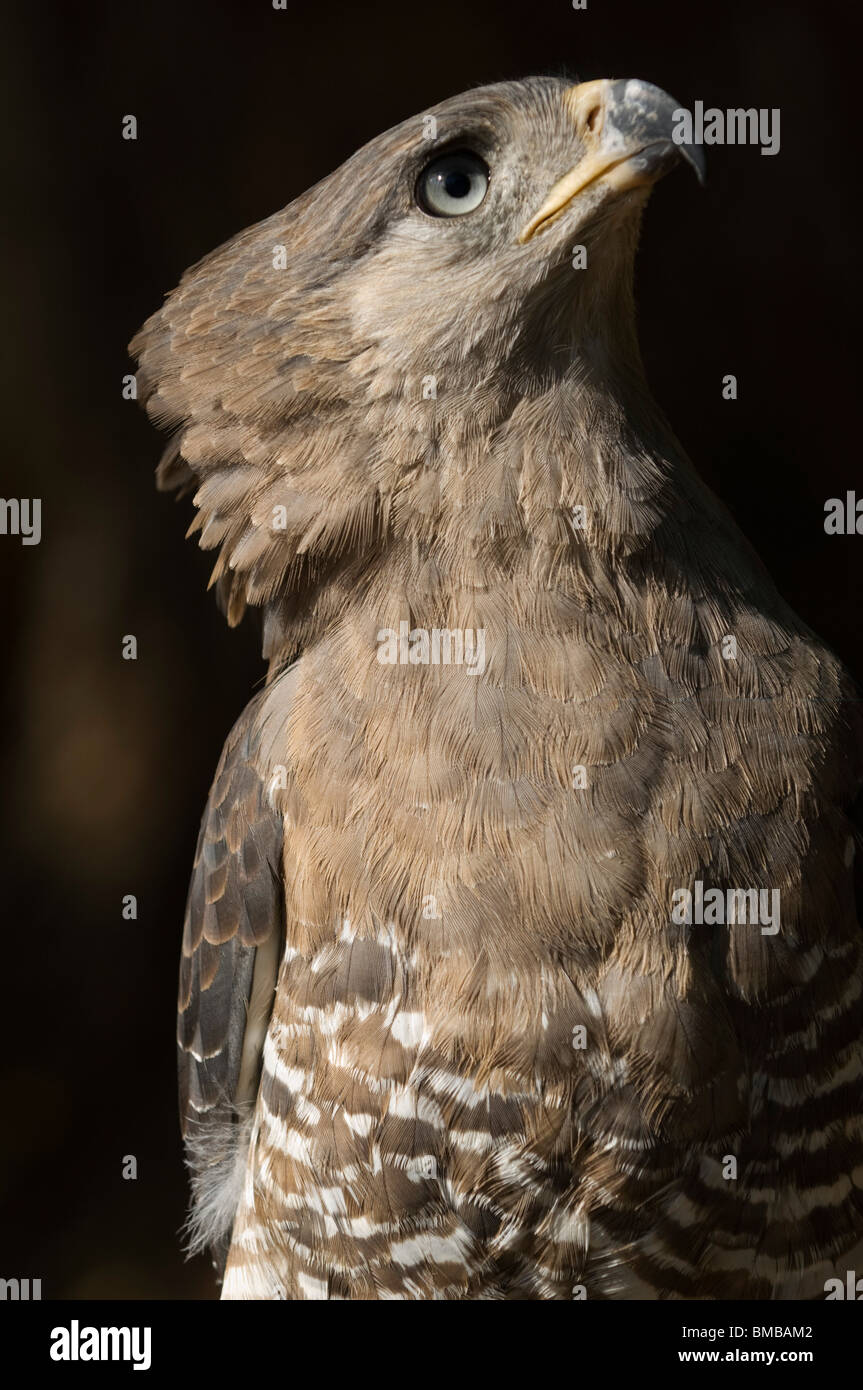 Western Banded Snake Eagle